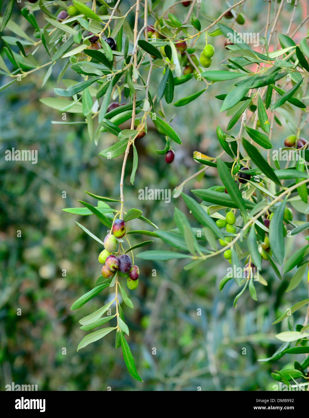 Olive tree branch with colorful olives Stock Photo - Alamy