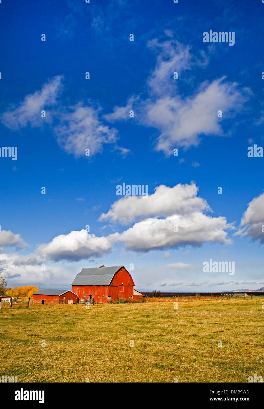 Red Barn Cow High Resolution Stock Photography and Images - Alamy