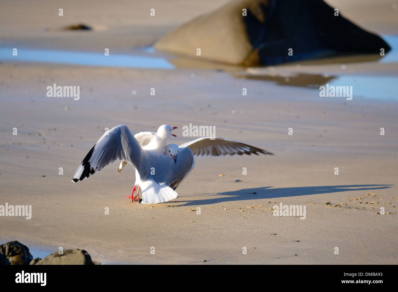 Couple of seagull fighting Stock Photo - Alamy