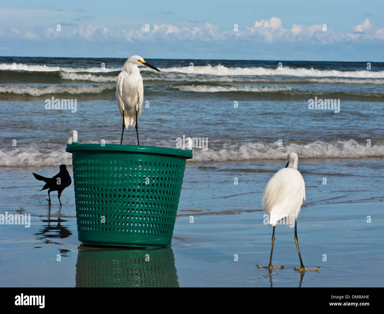 Birds stealing fish hi-res stock photography and images - Alamy