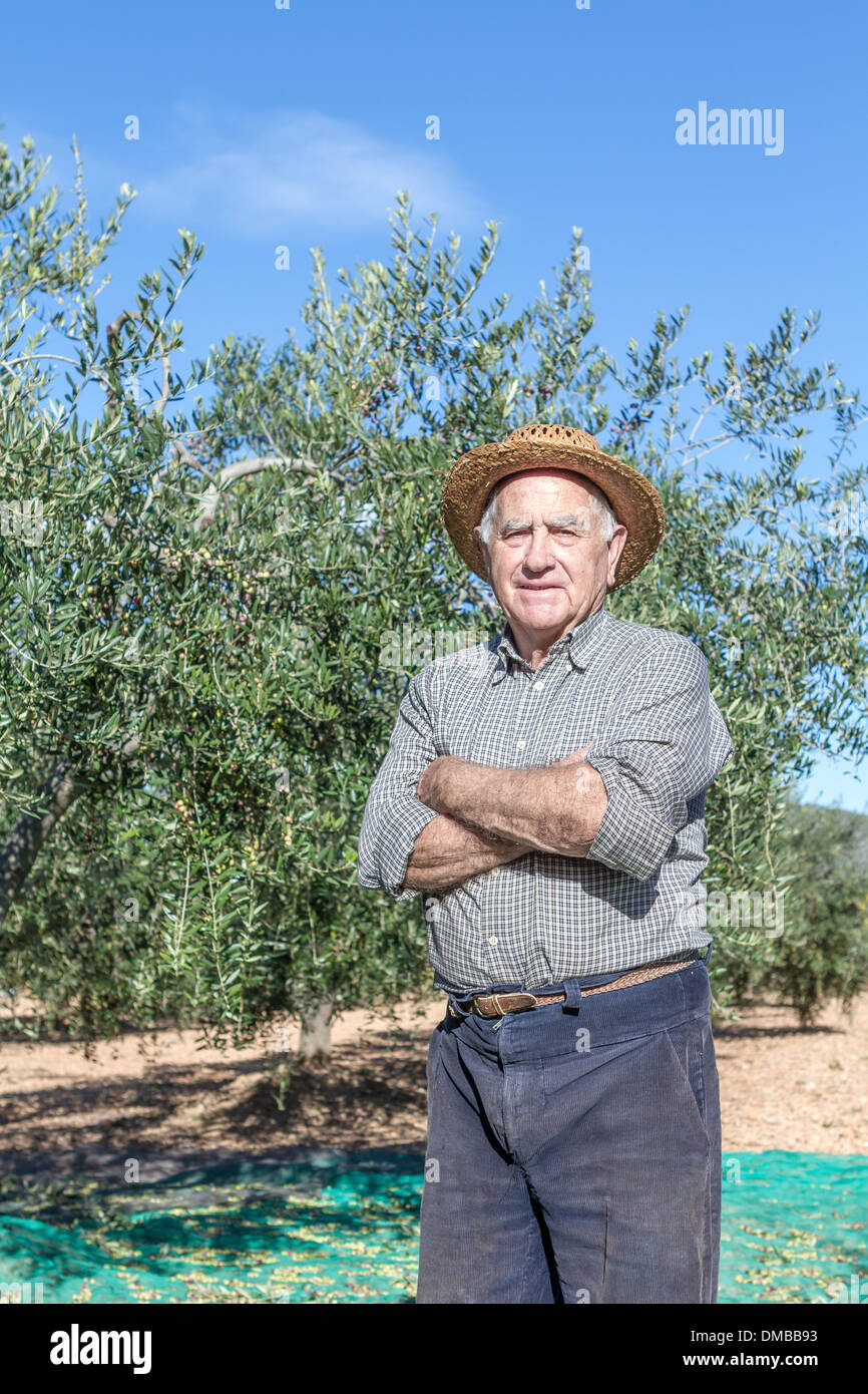 Old farmer is doing the harvest of olives for the oil Stock Photo - Alamy