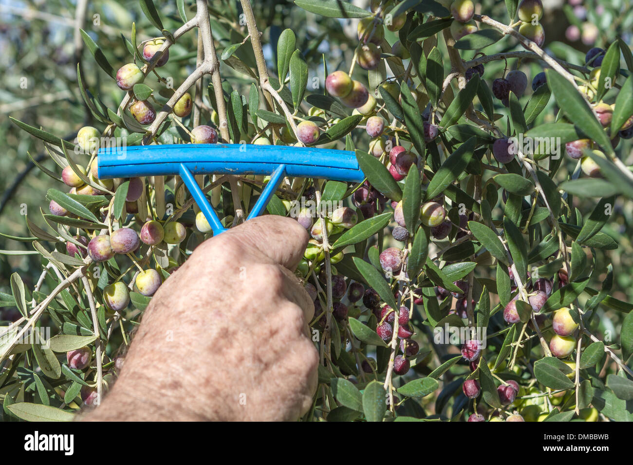 Old farmer is doing the harvest of olives for the oil Stock Photo - Alamy