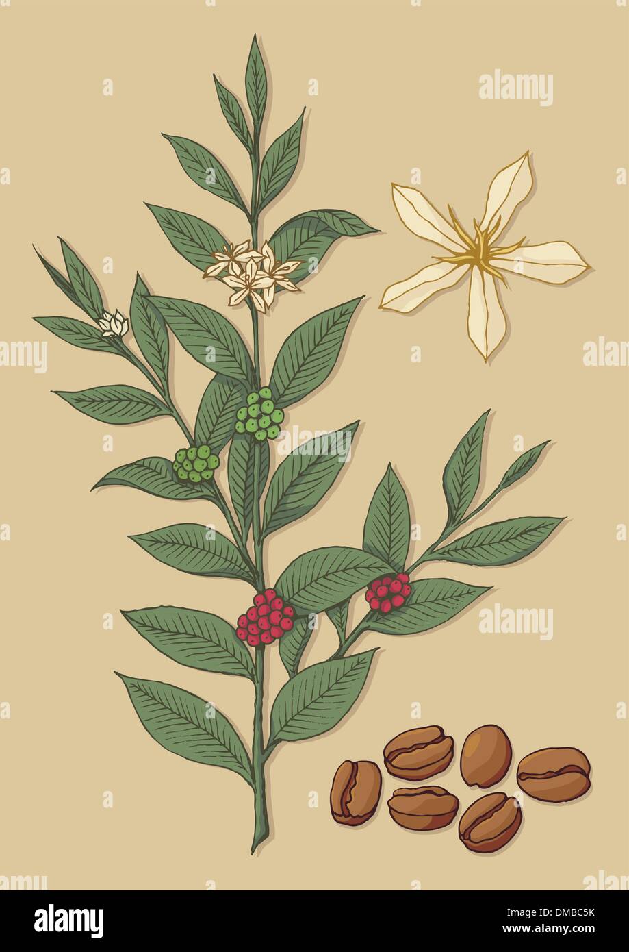 Coffee tree vector hi-res stock photography and images - Alamy