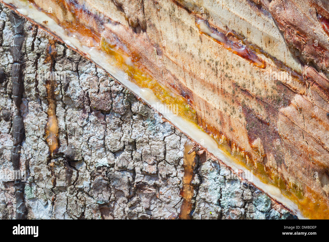 Latex sap rubber hi-res stock photography and images - Alamy