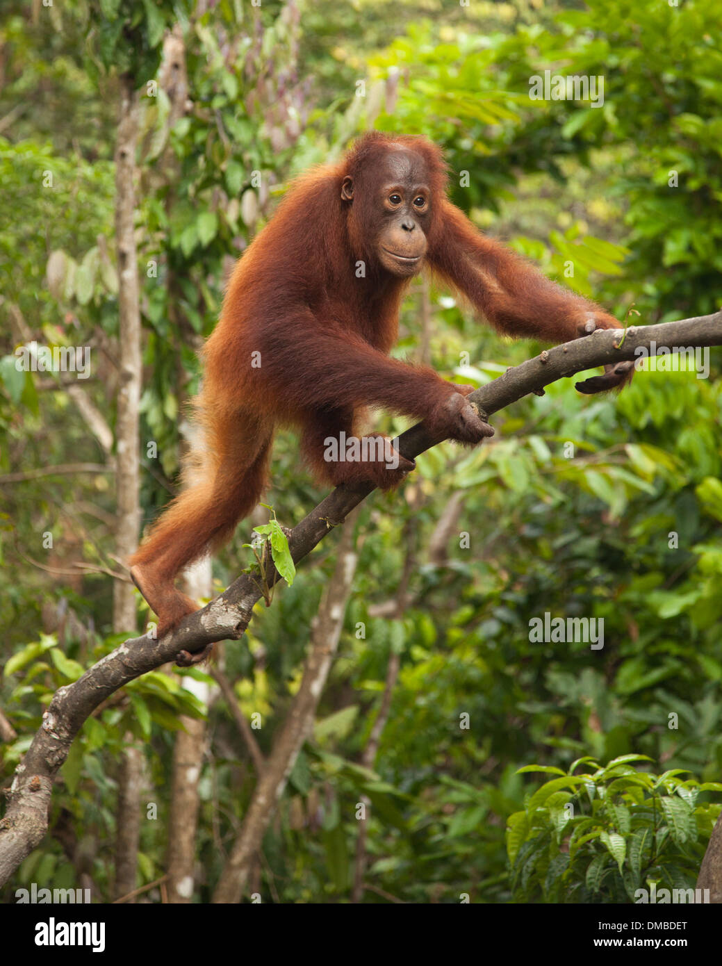 Rain forest orangutans hi-res stock photography and images - Alamy