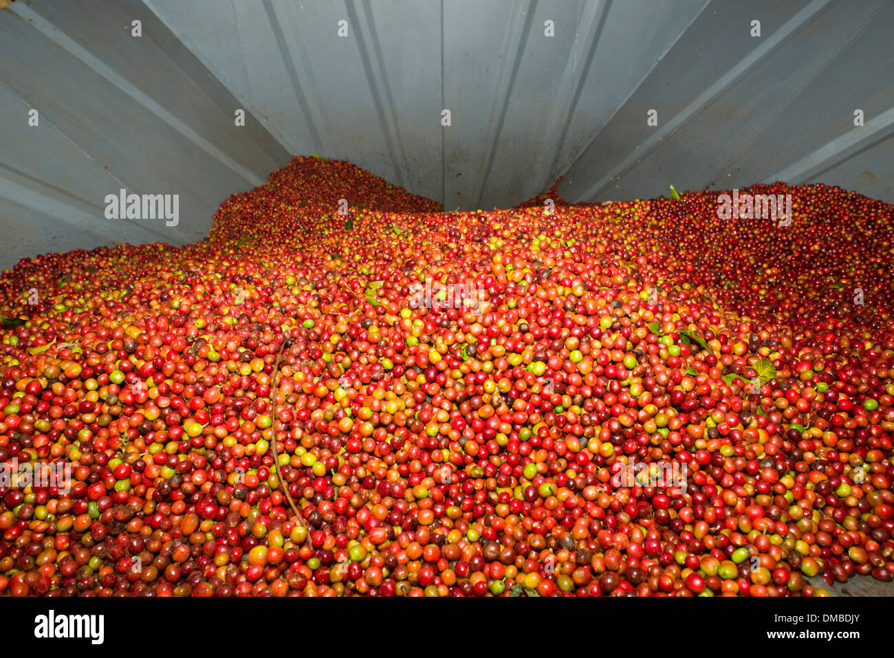 Sidamo hi-res stock photography and images - Alamy