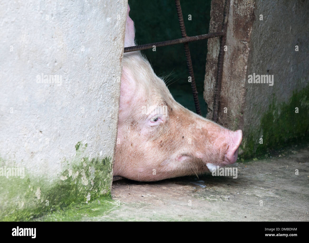 Domestic pig (Sus scrofa domestica) pushing head through bars across ...