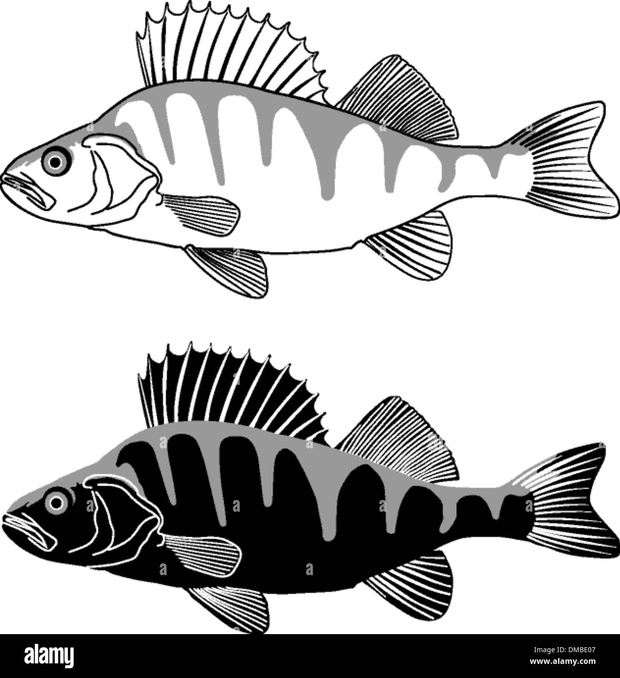 Perch - illustration of freshwater fish Stock Vector Image & Art - Alamy