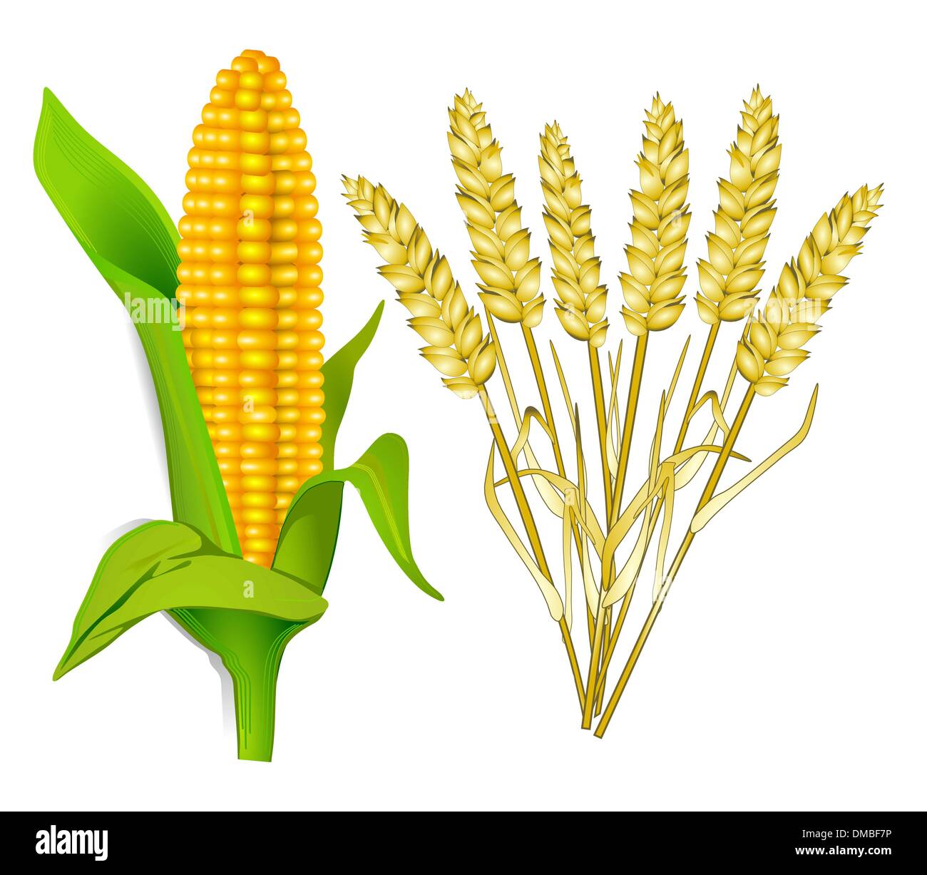 Golden field of corn Stock Vector Images - Alamy