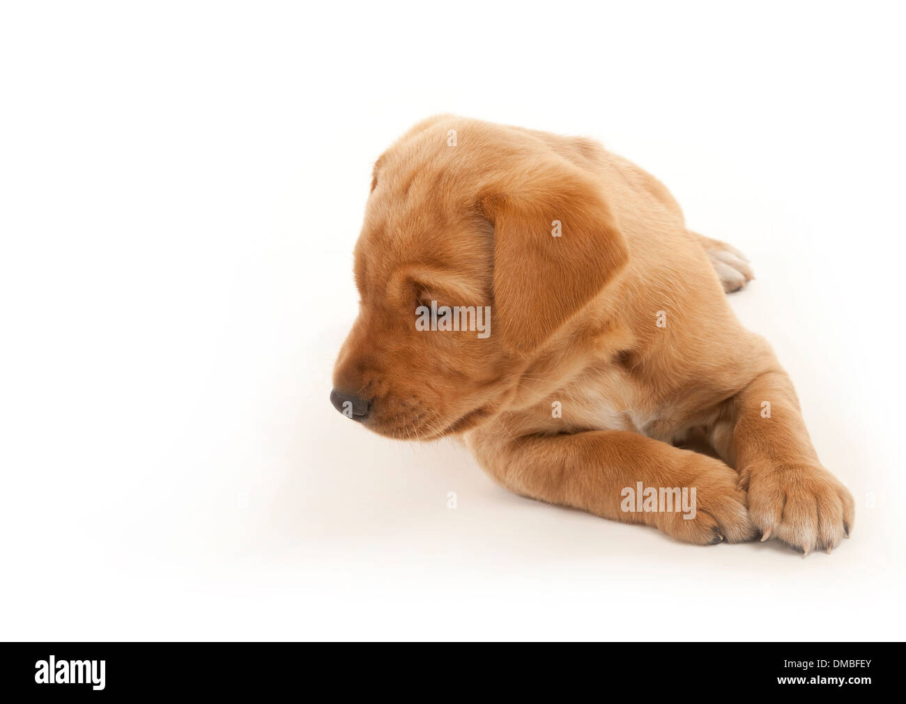 A red fox coloured Labrador puppy dog Stock Photo - Alamy