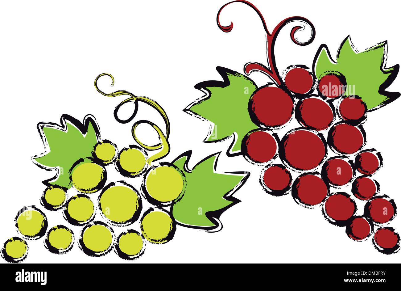 Botanical illustration of grape Stock Vector Images - Alamy
