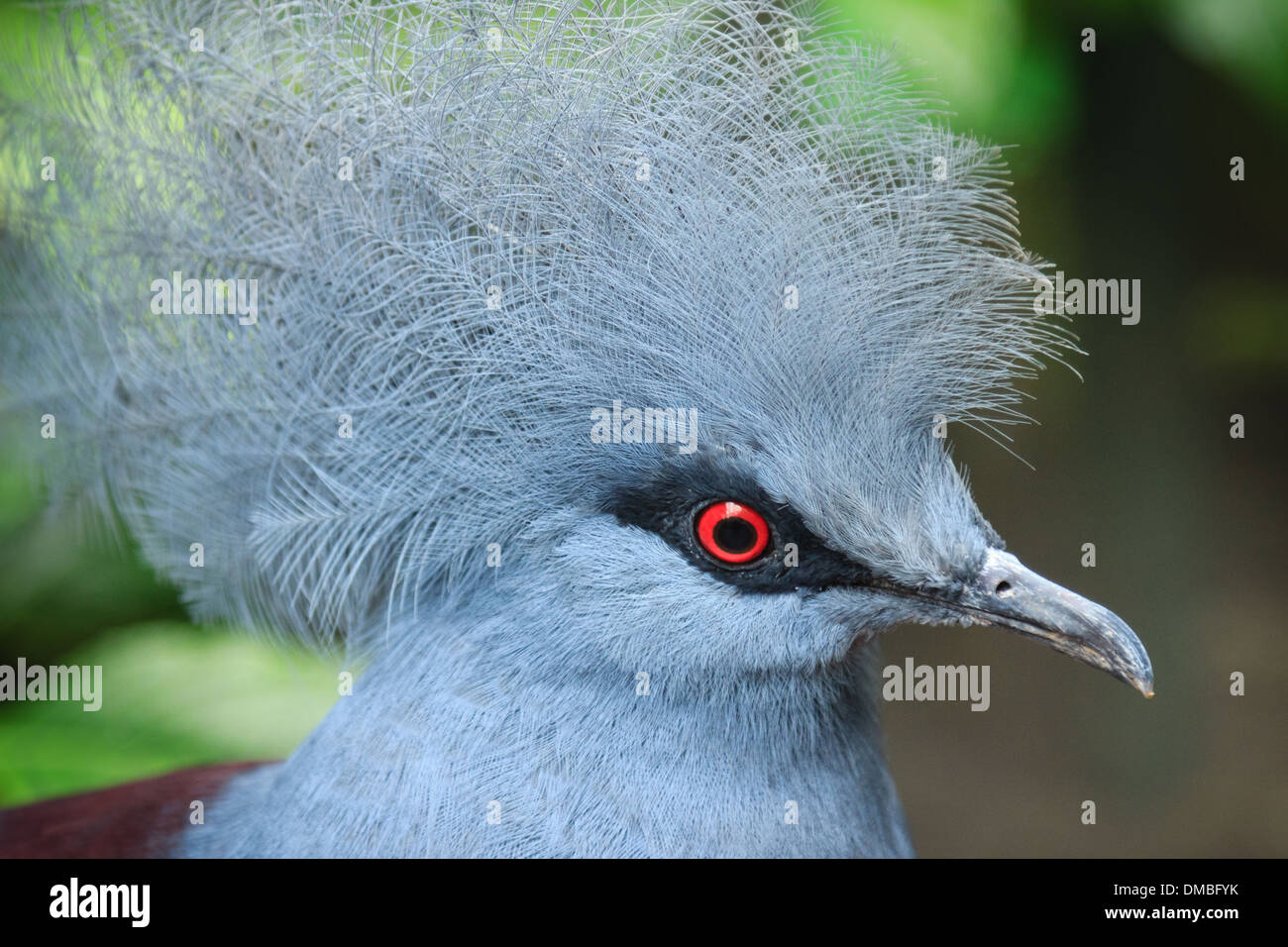 Western Crowned Pigeon (Goura cristata) // Goura couronné (Goura ...