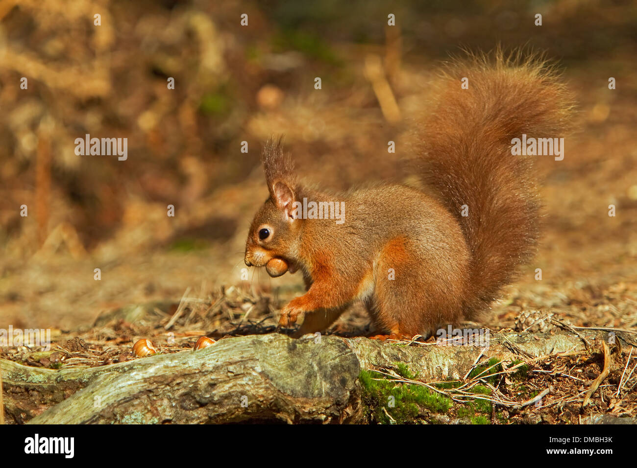 Red squirrel with a hazelnut Stock Photo - Alamy