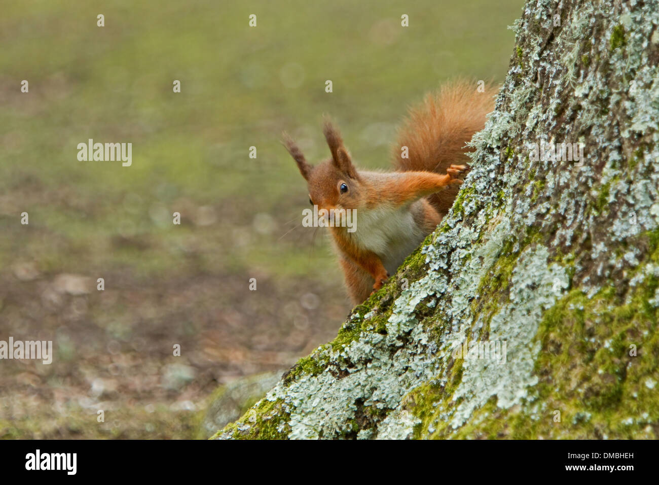 red squirrel peeping from behind a tree Stock Photo - Alamy