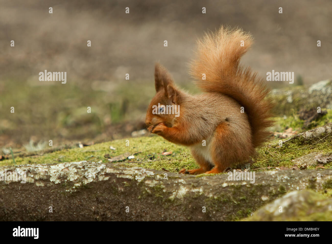 Red squirrel with a hazelnut Stock Photo - Alamy