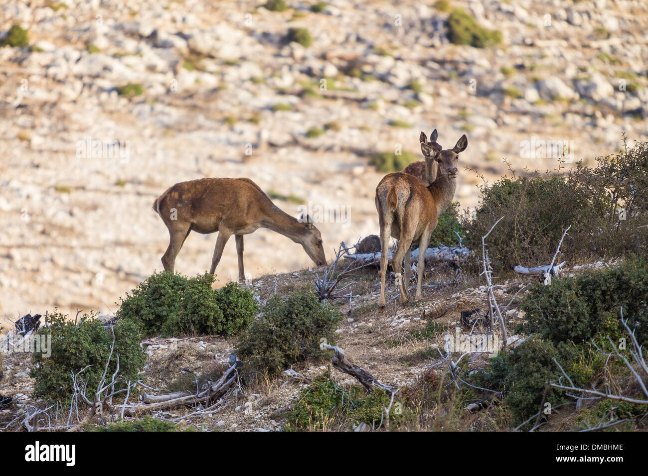 Wild deers on the mountain Stock Photo - Alamy