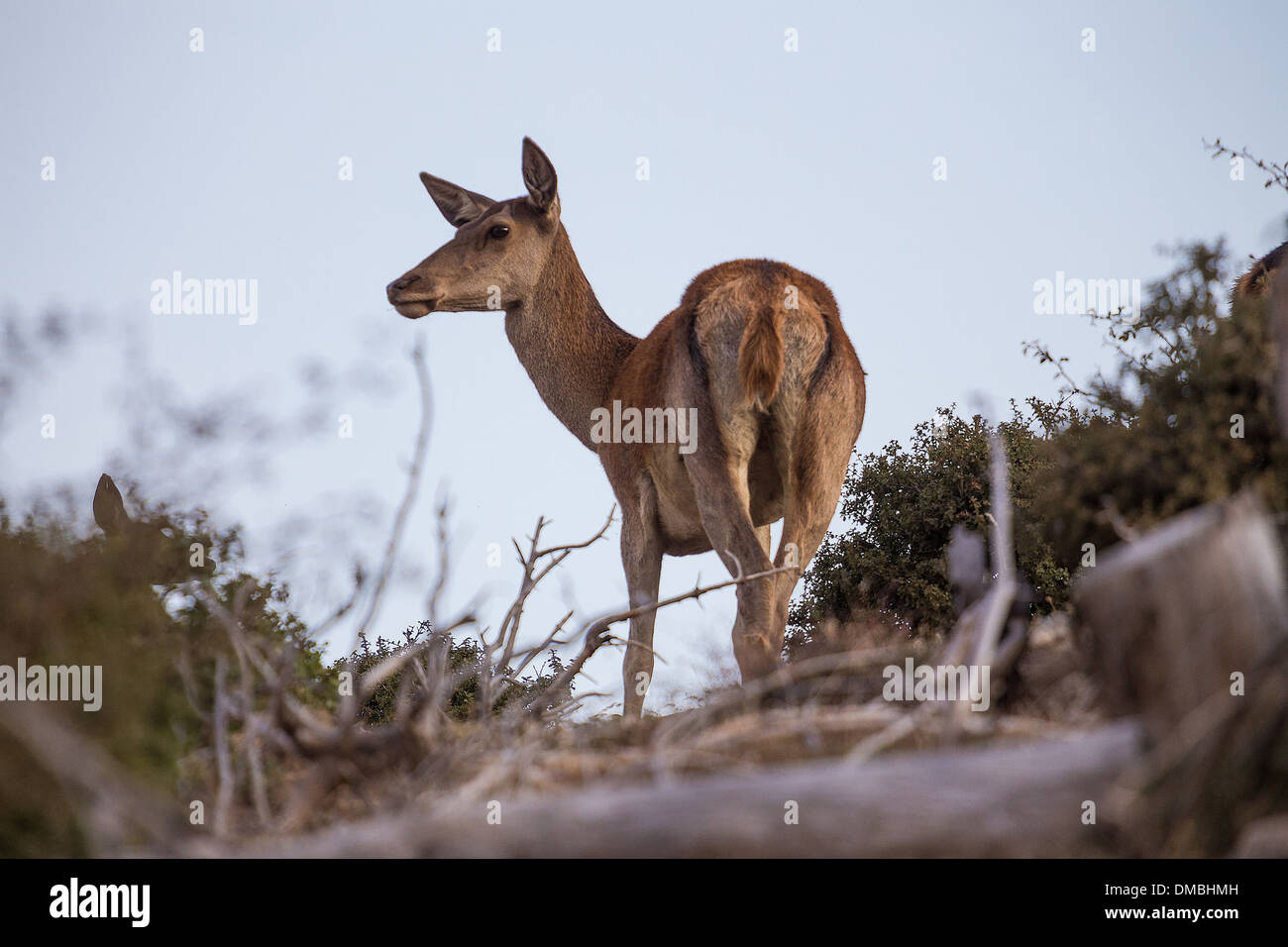 Deermountain hi-res stock photography and images - Alamy