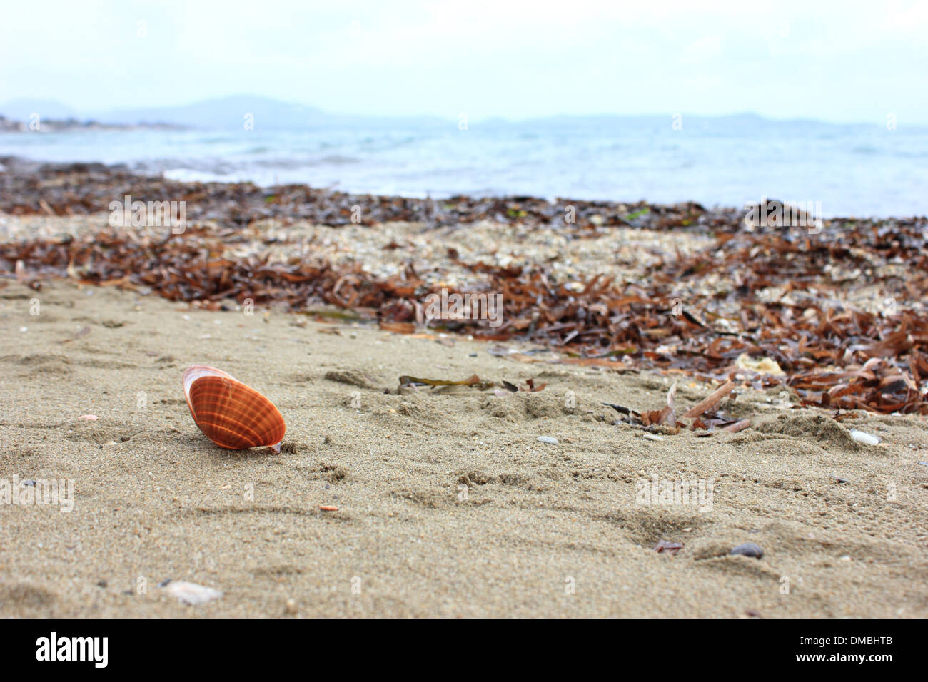 Seaweed algae sea shell hi-res stock photography and images - Alamy