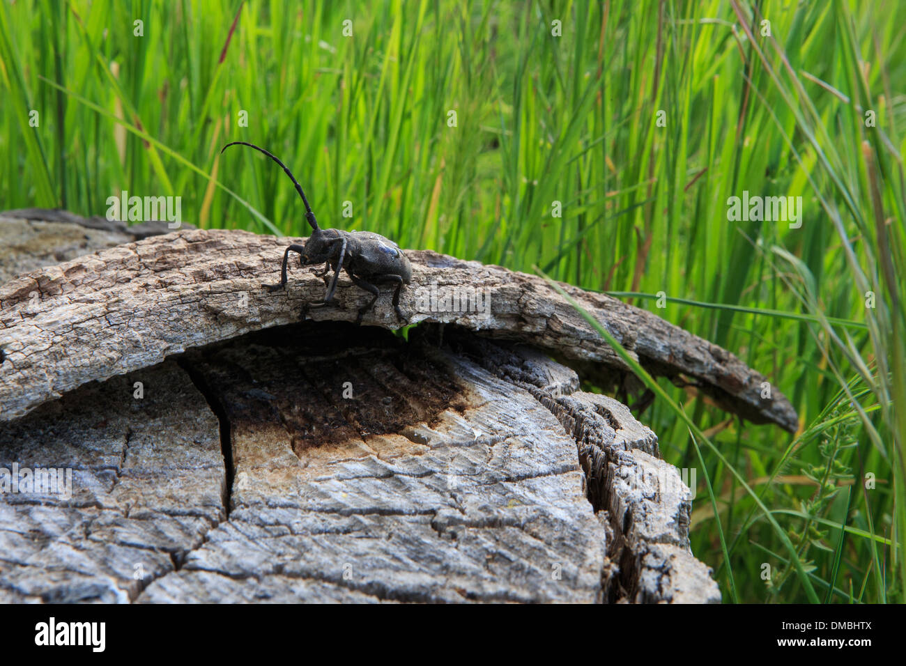 Beetle on cut tree Stock Photo - Alamy