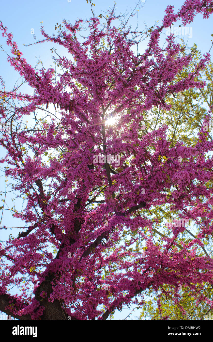 Blooming tree with vivid purple color flowers Stock Photo - Alamy