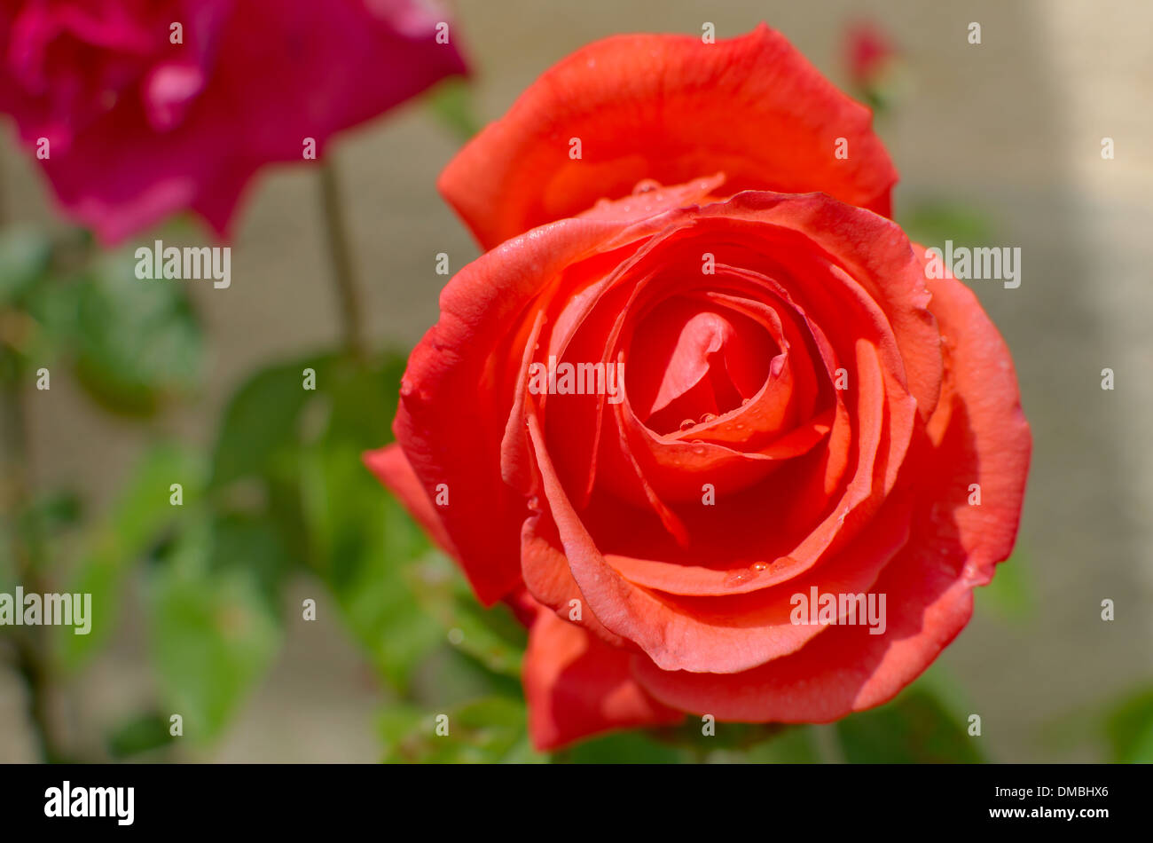 Rose after use hi-res stock photography and images - Alamy