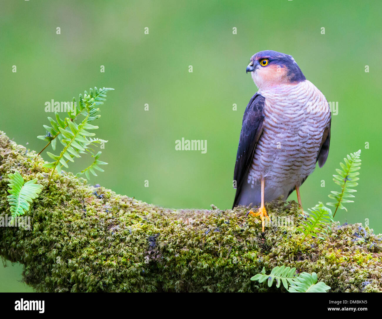 Sparrowhawk hi-res stock photography and images - Alamy