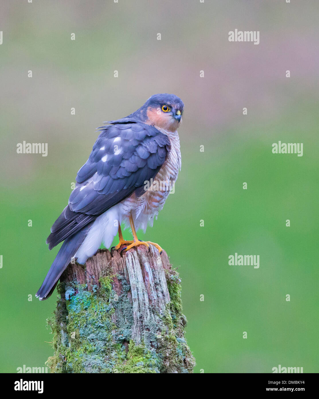 Sparrowhawk hi-res stock photography and images - Alamy