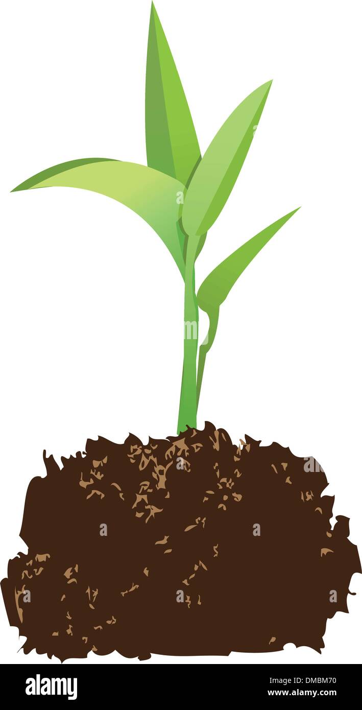 Seedling Stock Vector Images - Alamy