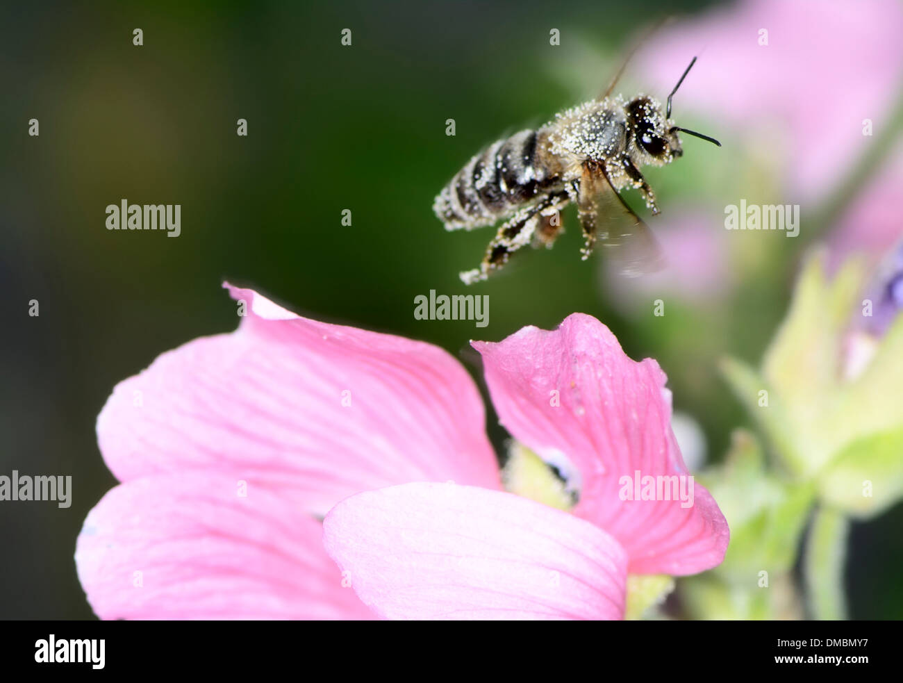 Bee flying over a pink flowr Stock Photo - Alamy
