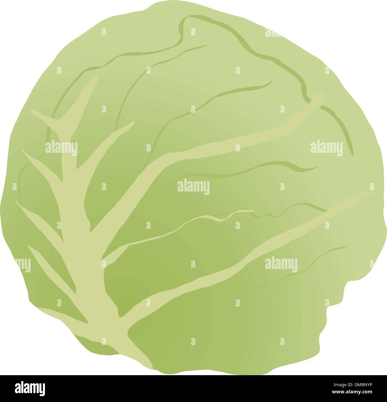 Cabbage vector vectors hi-res stock photography and images - Alamy