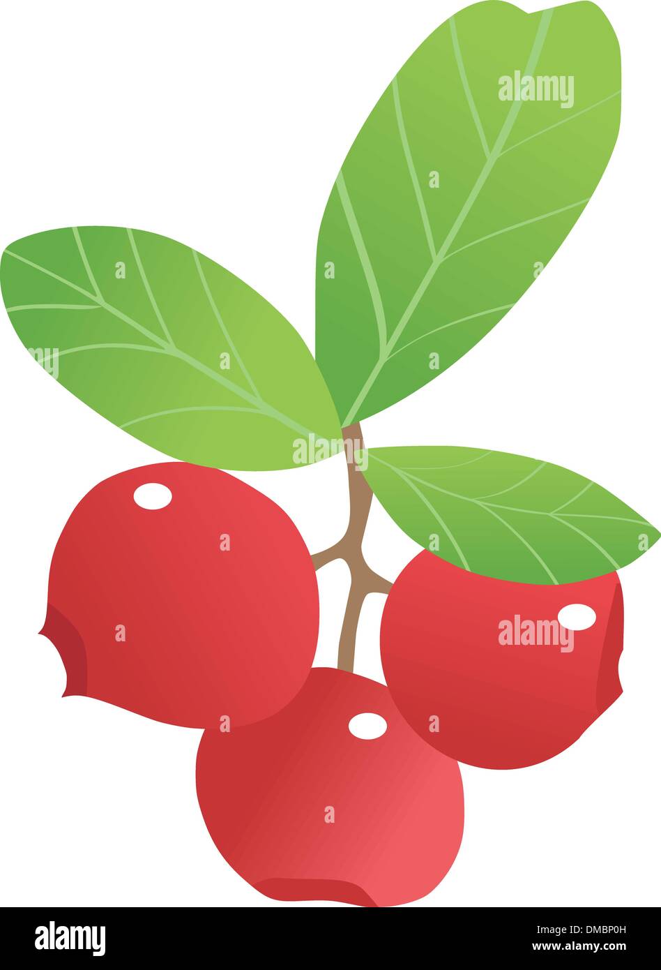 Red berries lingonberry Stock Vector Images - Alamy