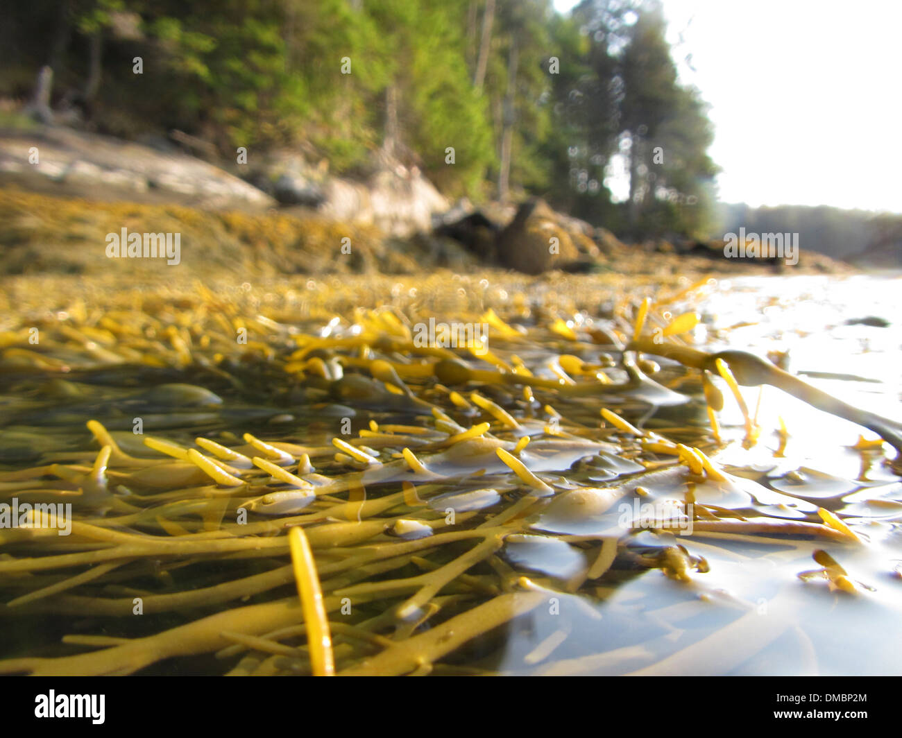 Ascophyllum nodosum hi-res stock photography and images - Alamy
