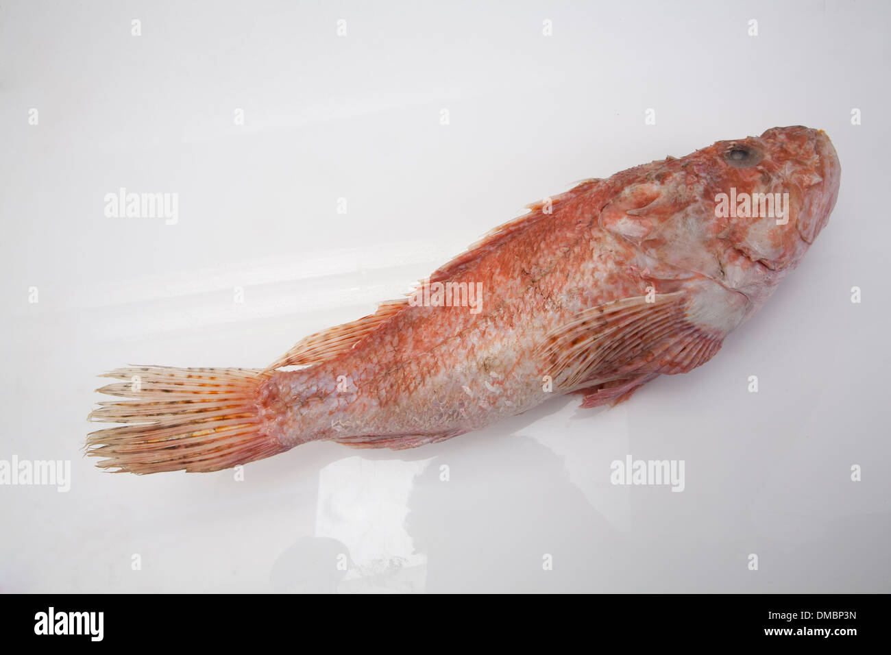 Frozen fish products laid on ice to be showcased for consumption ...