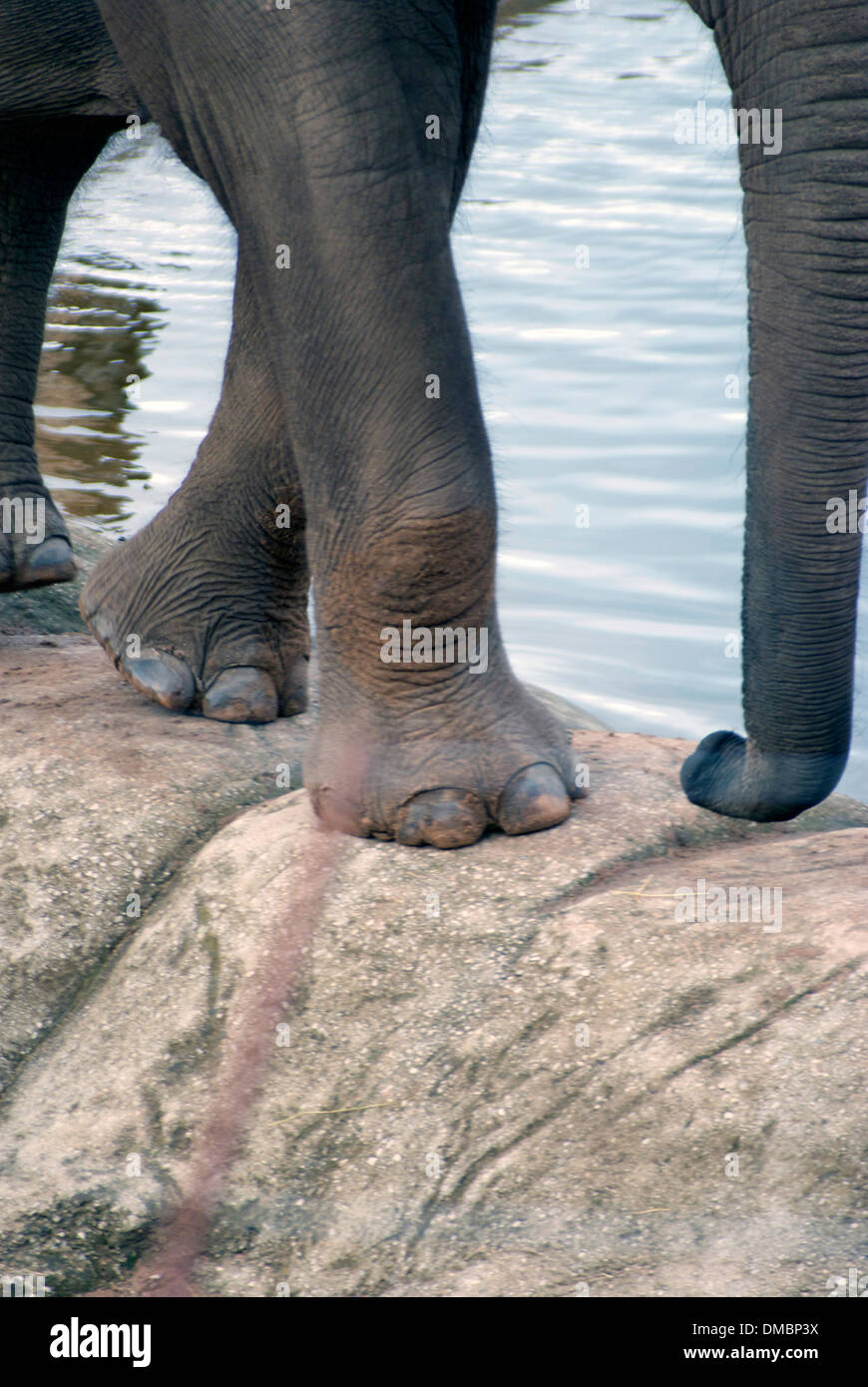 An Indian Elephant's feet walking by water at Chester Zoo Stock Photo ...
