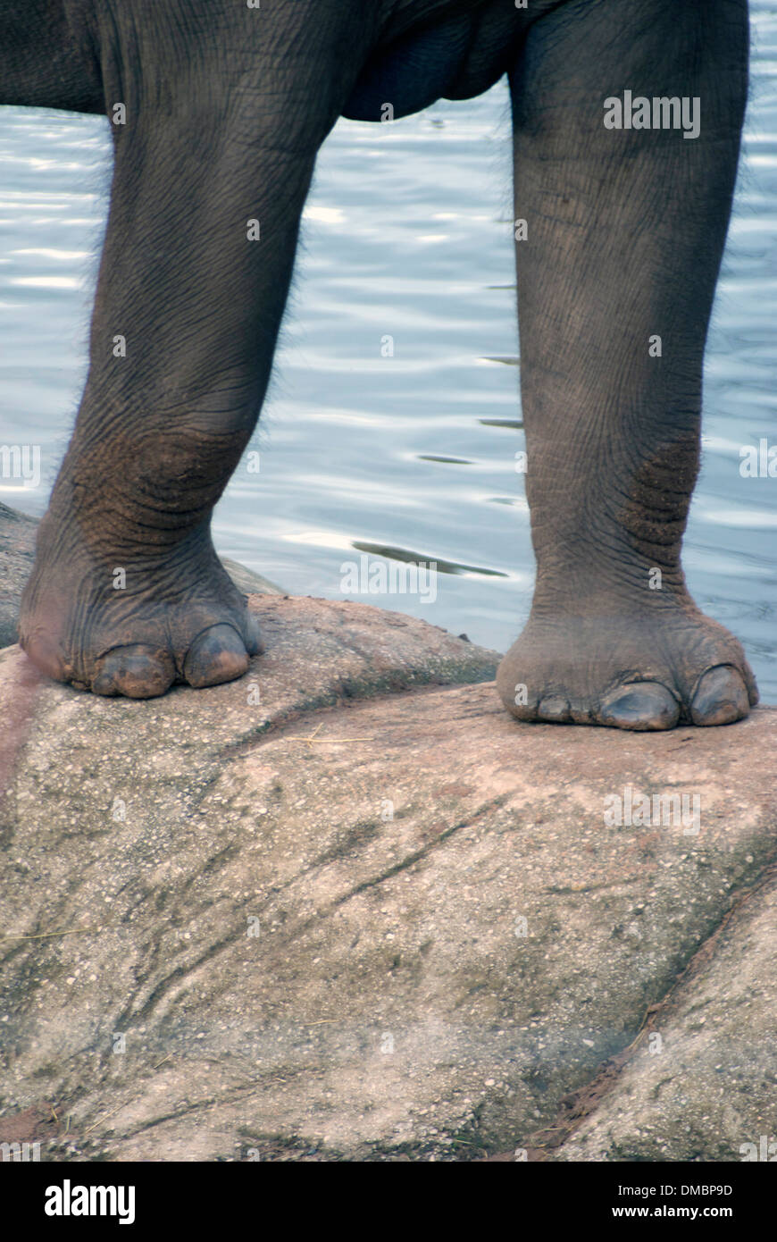 An Indian Elephant's feet walking by water at Chester Zoo Stock Photo ...