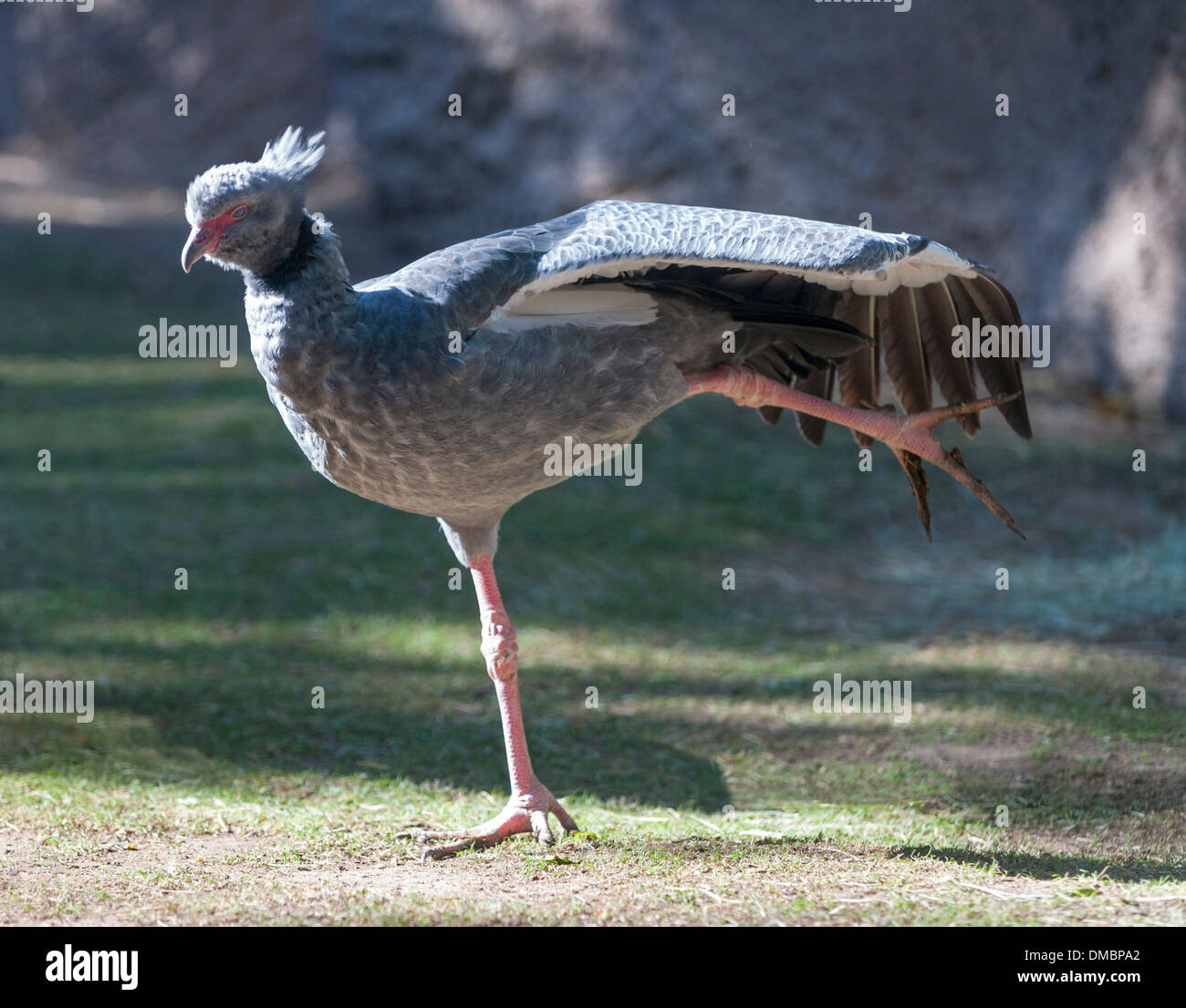 Crested screamer hi-res stock photography and images - Alamy