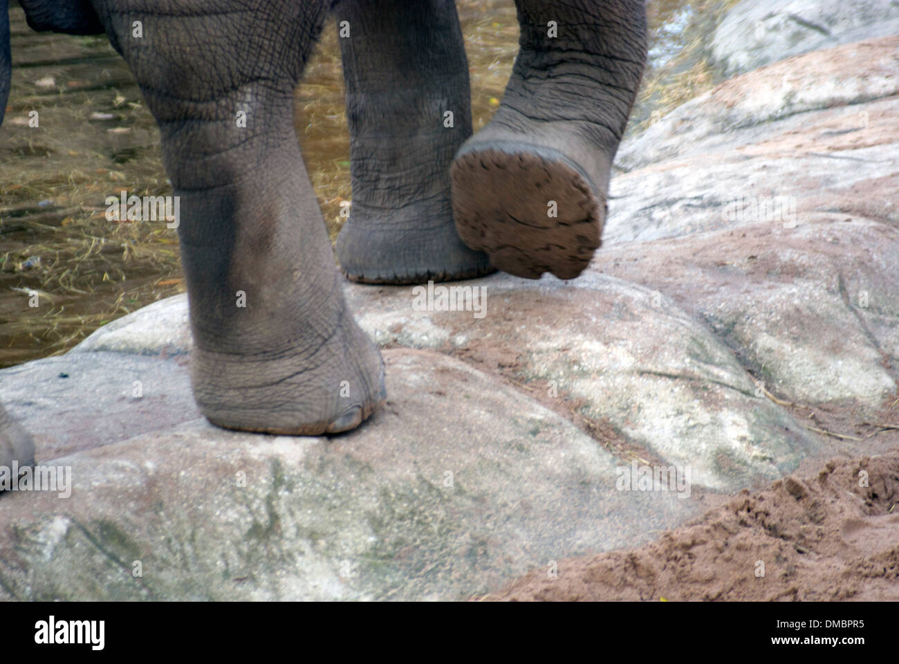 An Indian Elephant's feet walking by water at Chester Zoo Stock Photo ...