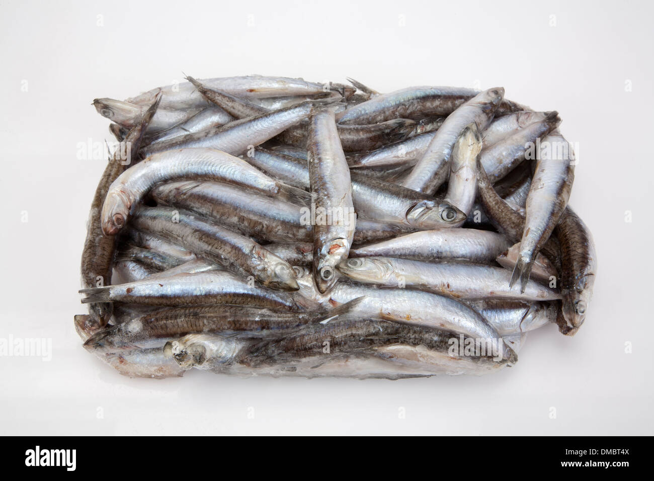 Frozen fish products laid on ice to be showcased for consumption ...