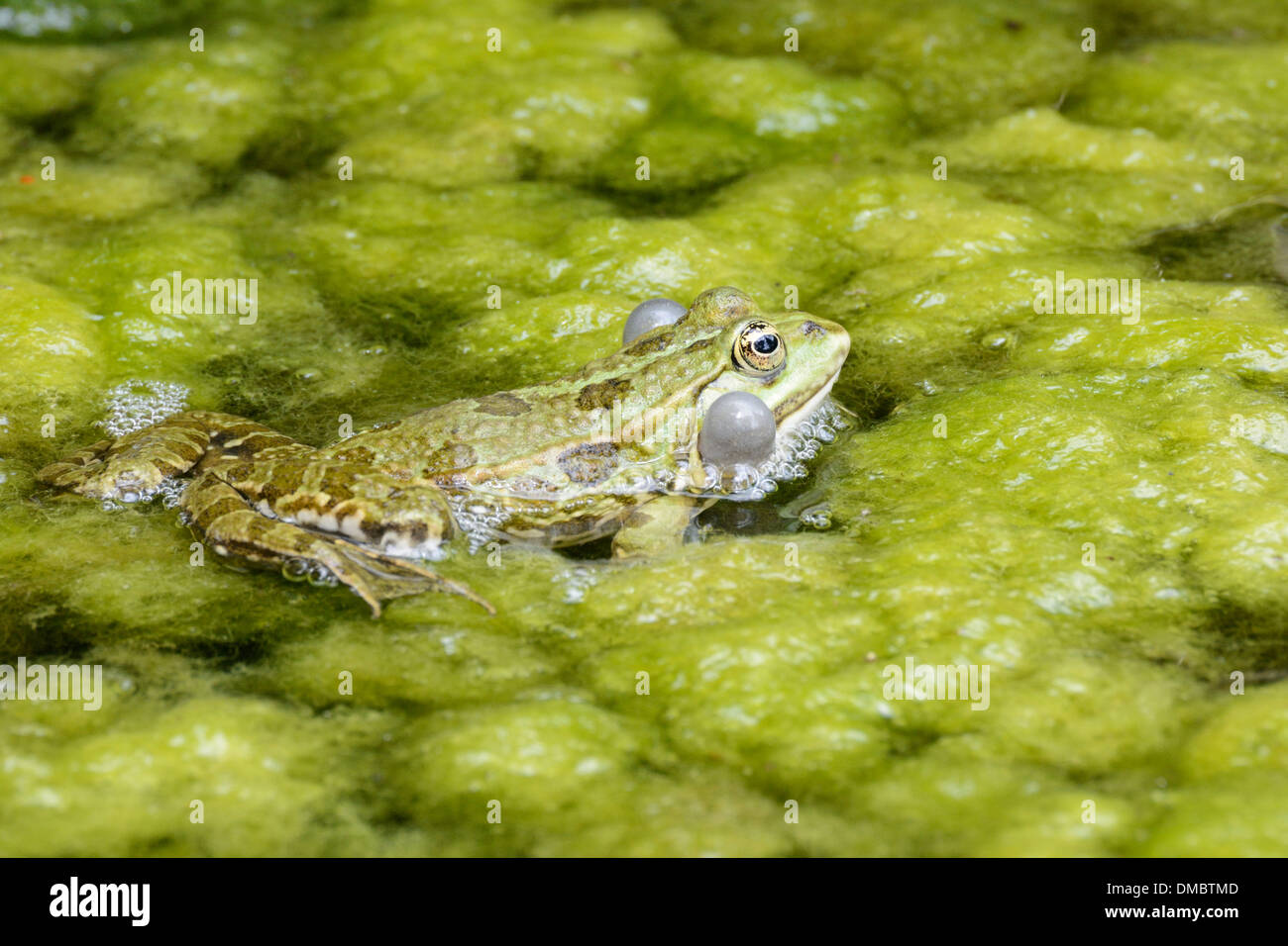 Croaking frog with swollen vocal sacs Stock Photo - Alamy