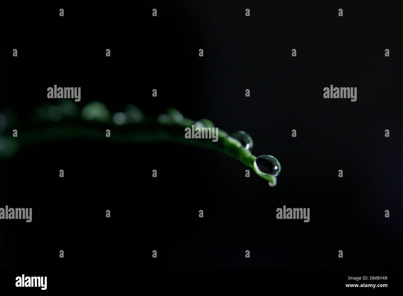 Drops, macro, close up, water, falling, wet, humid, soft, green, plants ...