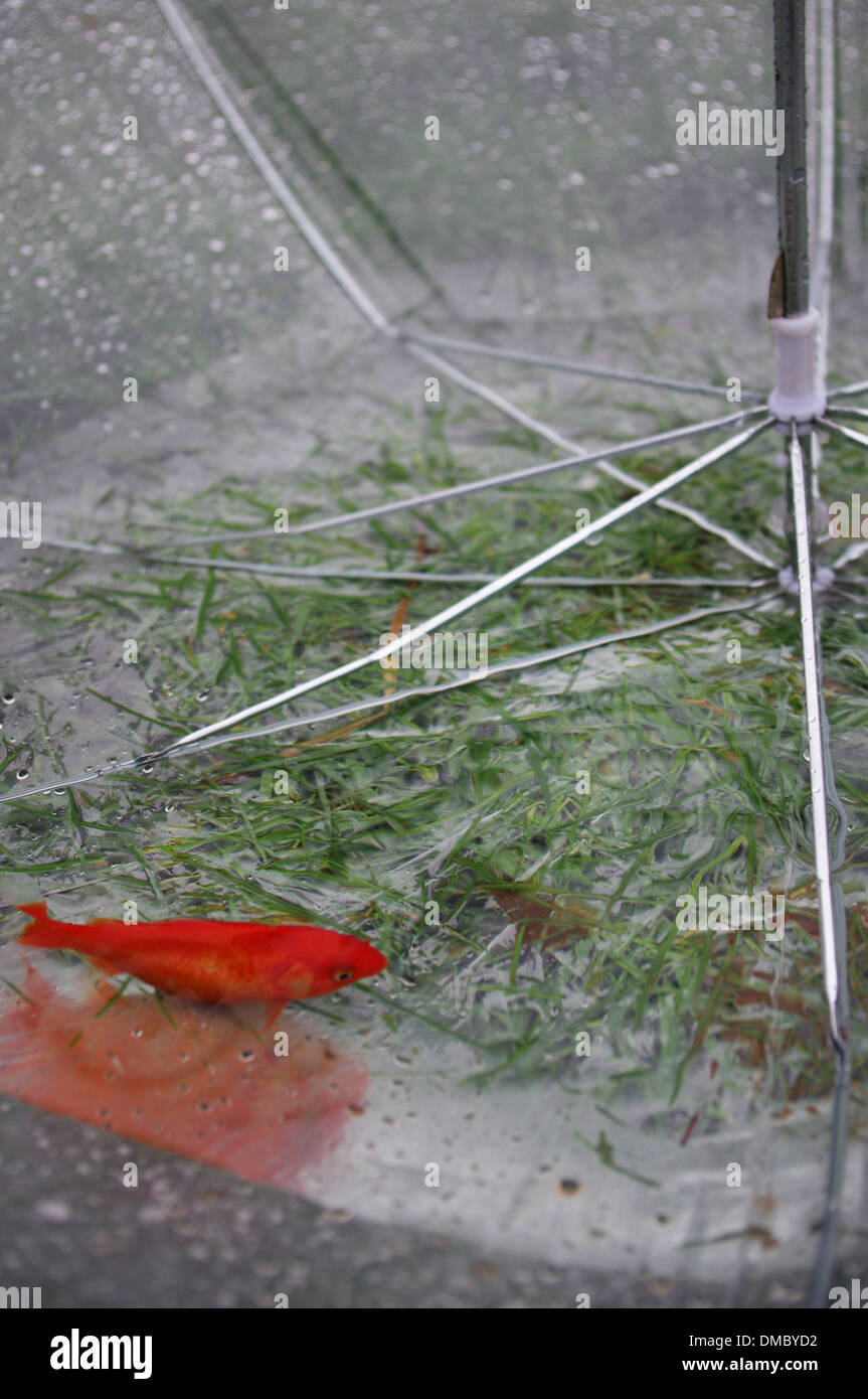 Umbrella fish hi-res stock photography and images - Alamy