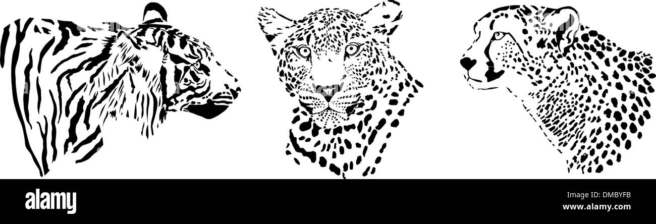 Head of cheetah, leopard and tiger Stock Vector Image & Art - Alamy