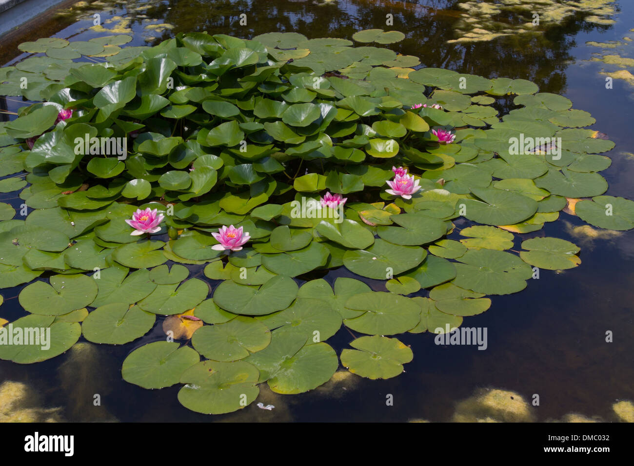 Boucle hi-res stock photography and images - Alamy