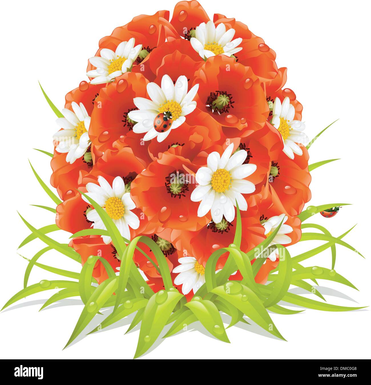 Camomile wild flower in Stock Vector Images - Alamy