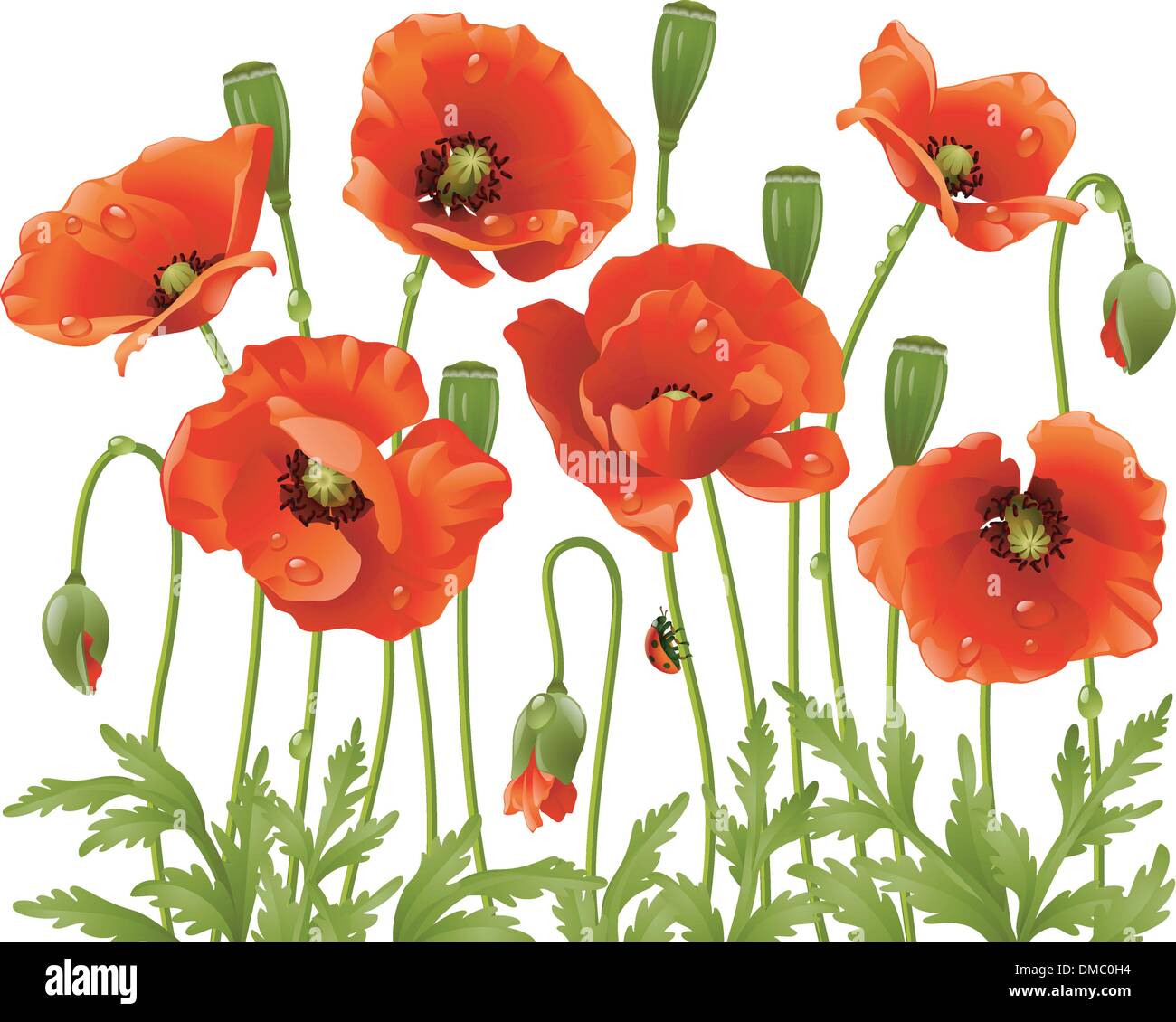 Poppy flowers on field Stock Vector Images - Alamy