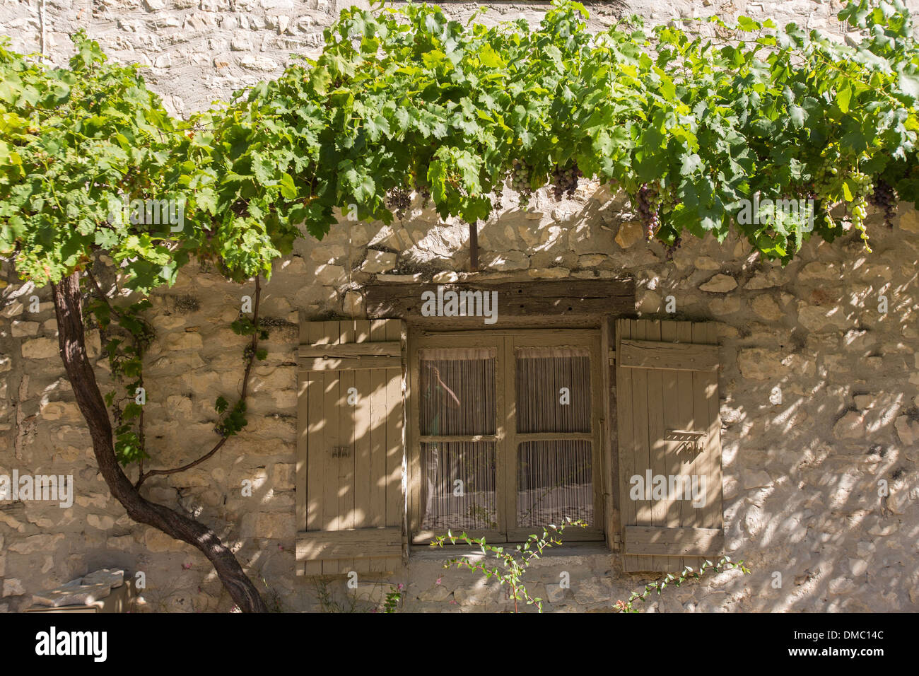 VIRGINIA CREEPER ON THE FACADE OF A TRADITIONAL HOUSE IN STONE, VAISON ...