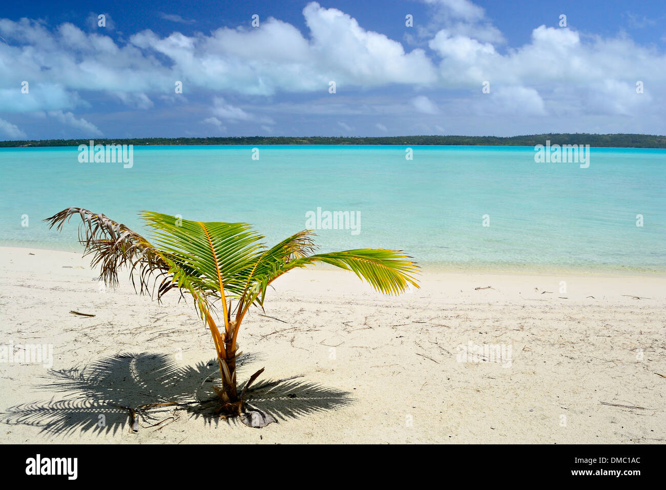 Baby palm tree growing up on the remote beach of Ee Island, Aitutaki ...