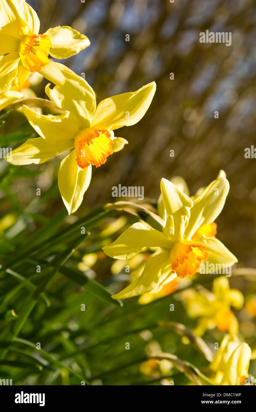 Daffodils in the garden in bright spring sunshine Stock Photo - Alamy