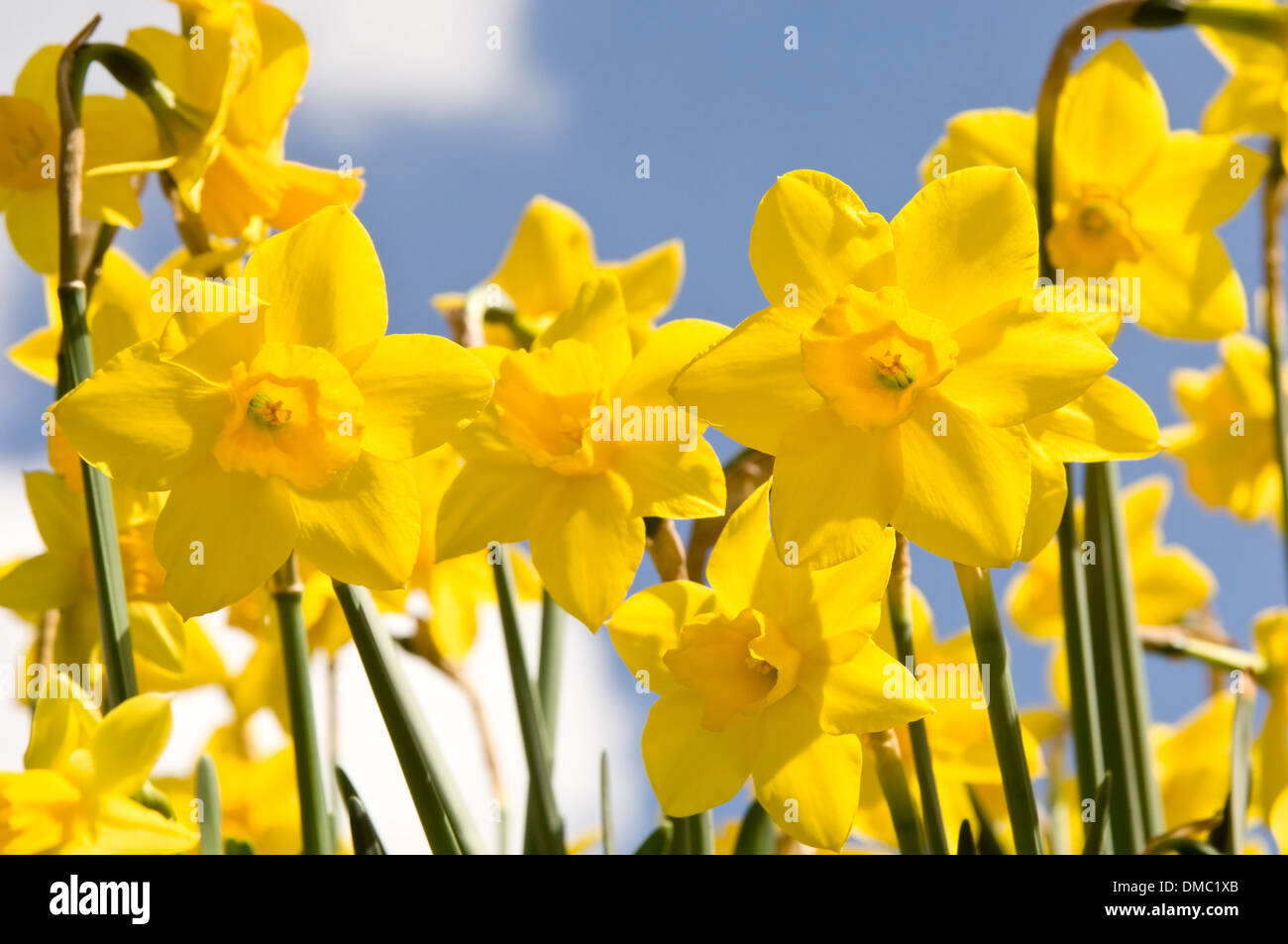 Daffodils in the Spring Sunshine Stock Photo - Alamy