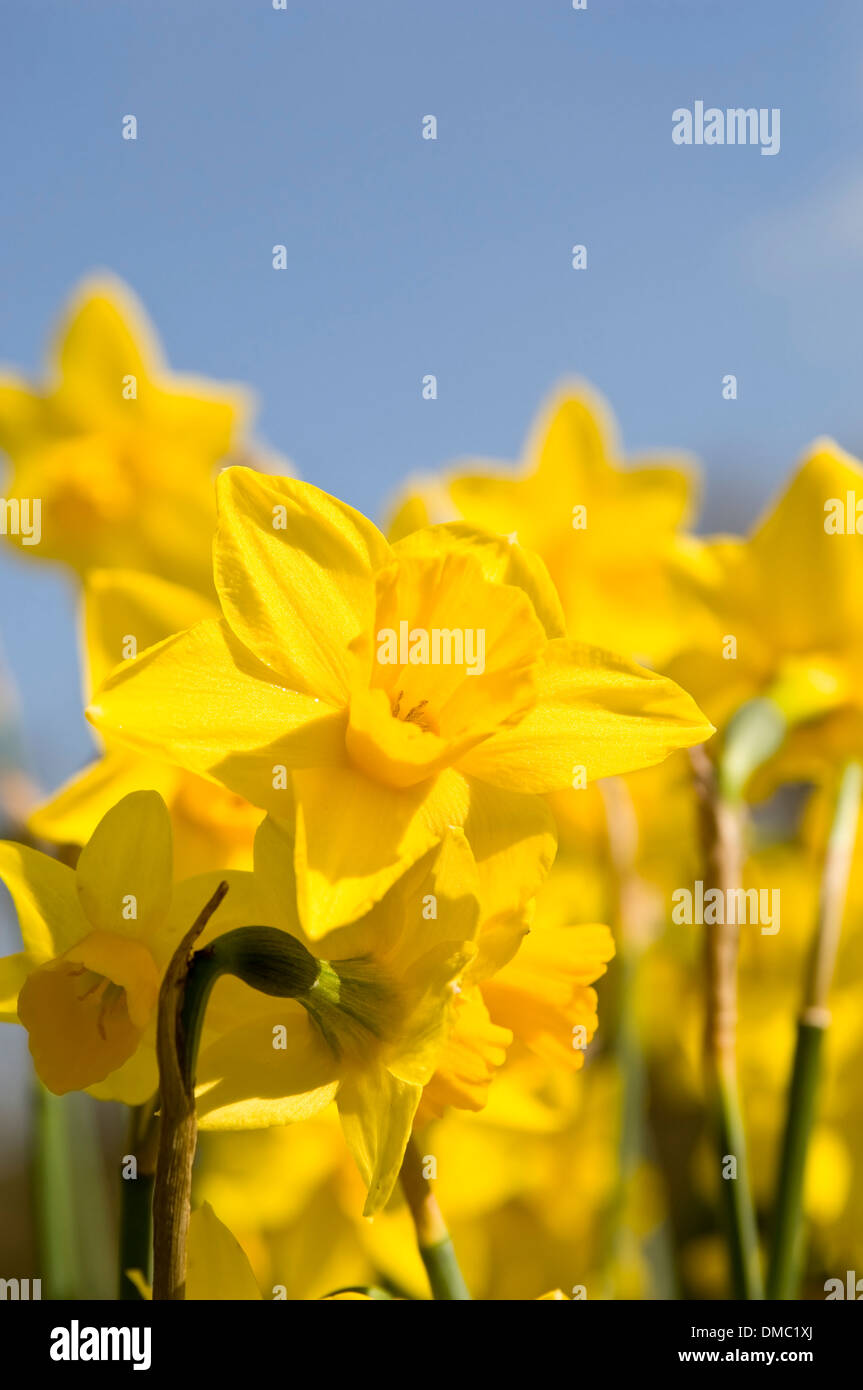 Daffodils in the Spring Sunshine Stock Photo - Alamy